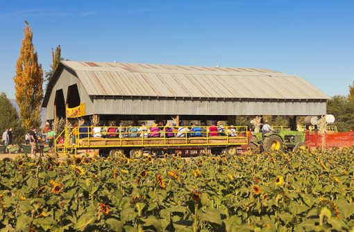 Our Farm | CSA Local Produce, Apple Picking, Cider, Petting Farm ...